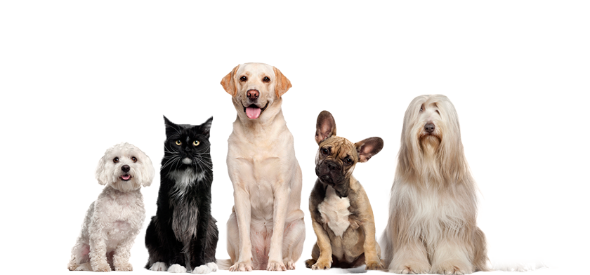 Happy Pets Health Plan - Island VetCare